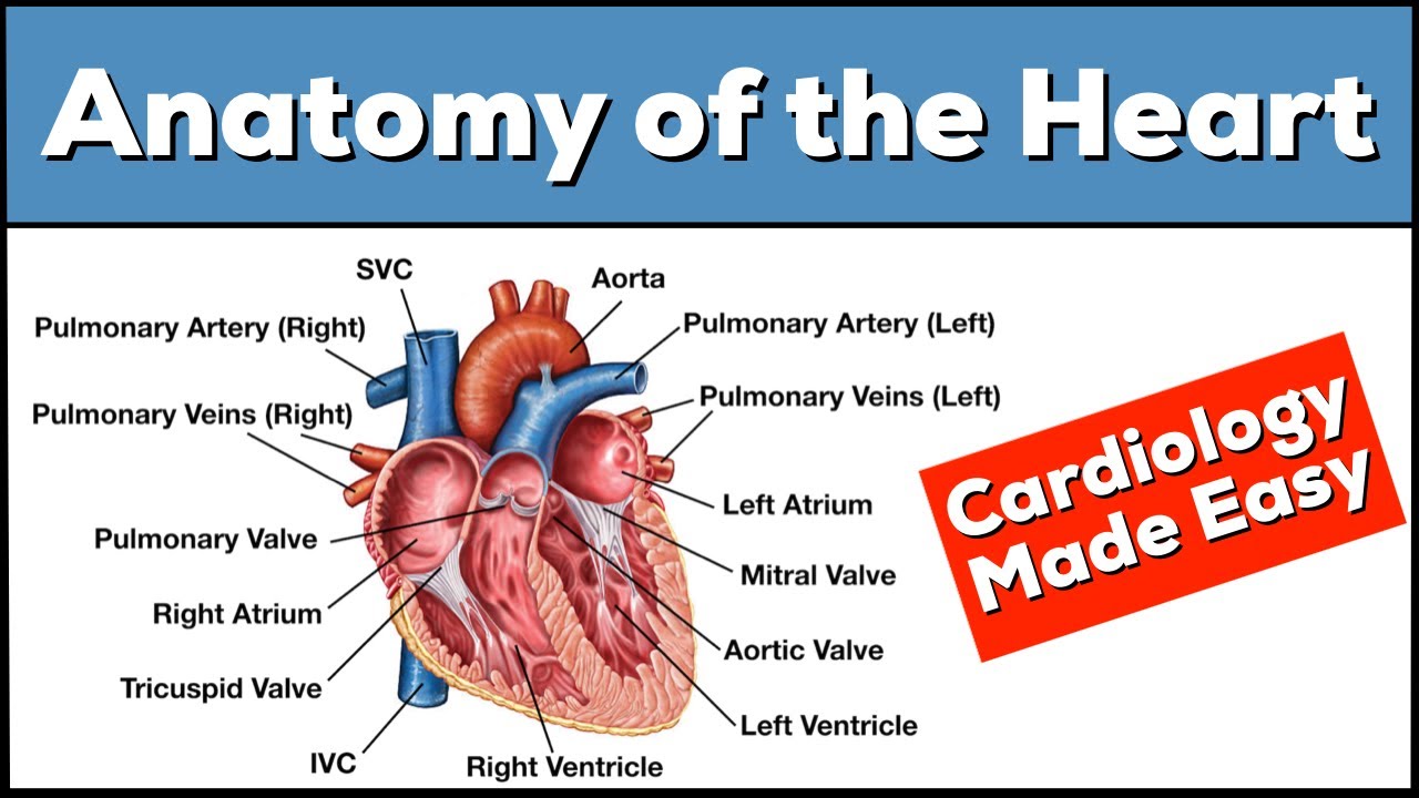 Anatomy of the Heart: Structures and Blood Flow [Cardiology Made Easy ...